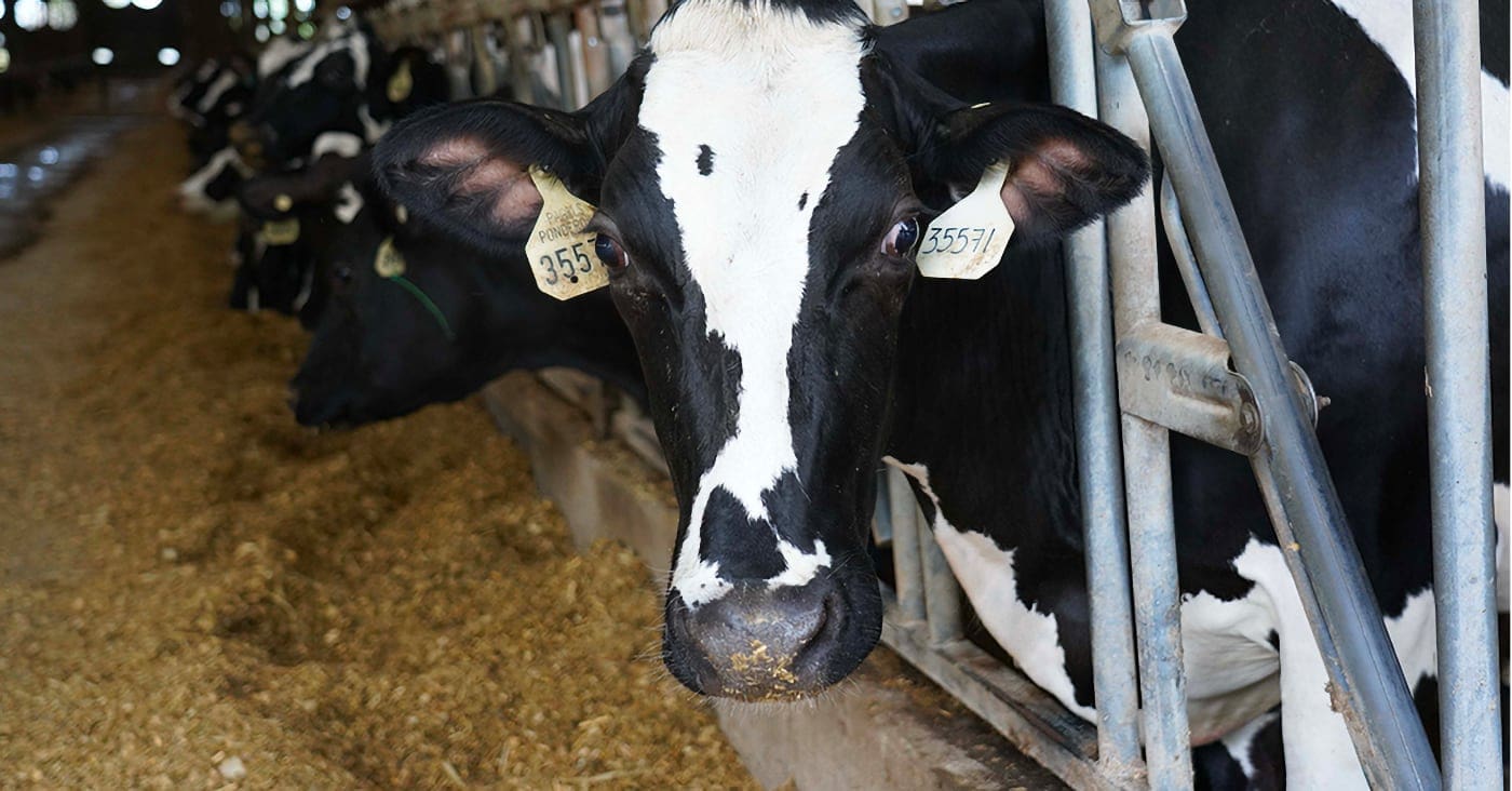 Cows Contributing to Quality Farm-Fresh Cheese - Ron's Wisconsin Cheese