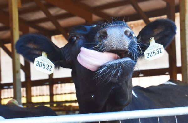 Cows Contributing to Quality Farm-Fresh Cheese - Ron's Wisconsin Cheese